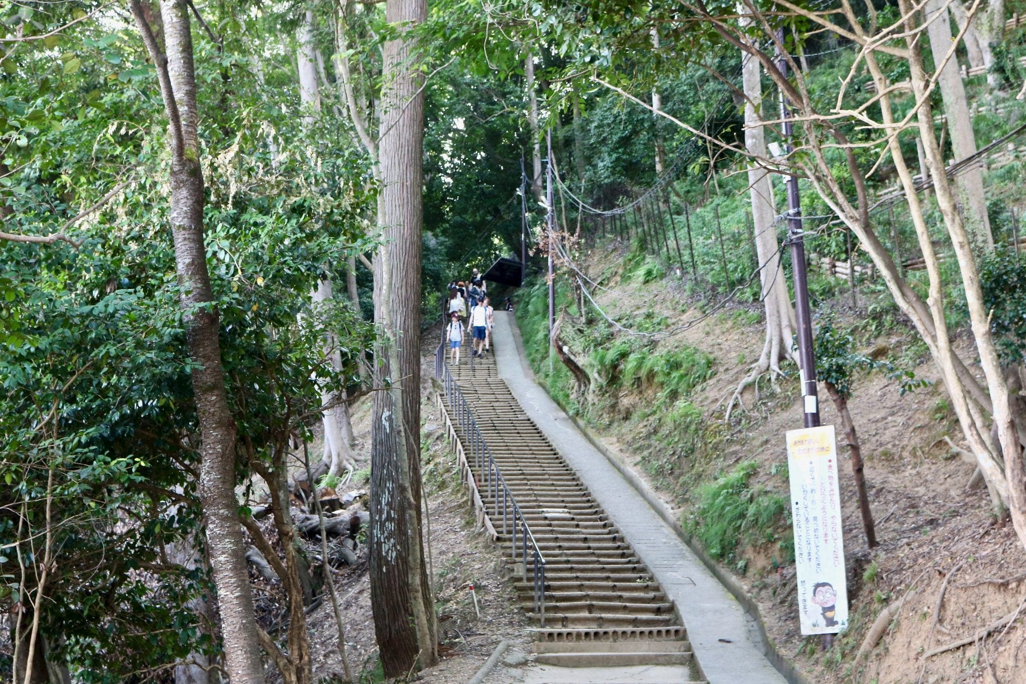 Monkeying Around in Kyoto: An Iwatayama Monkey Park Guide