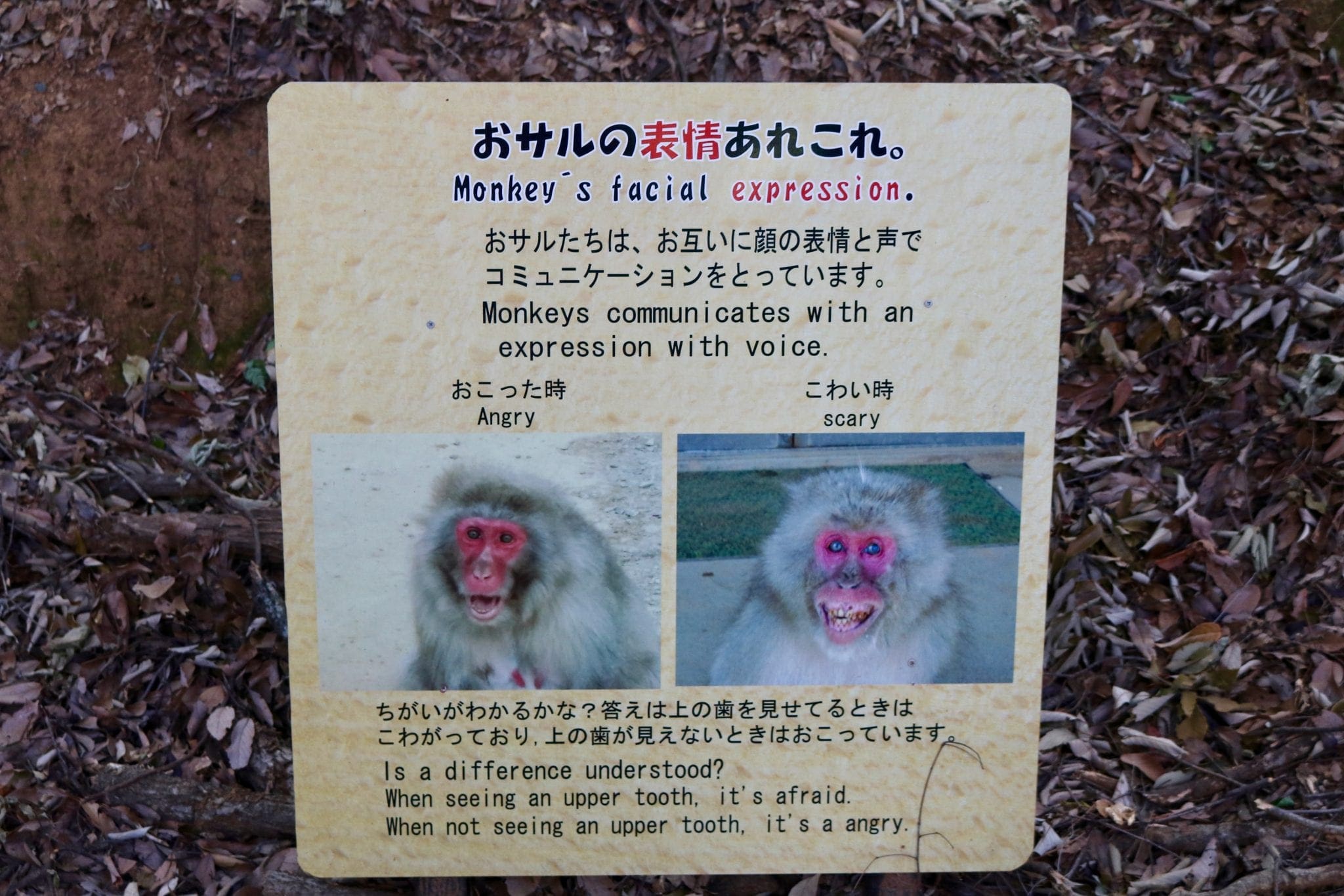 Monkeying Around in Kyoto: An Iwatayama Monkey Park Guide