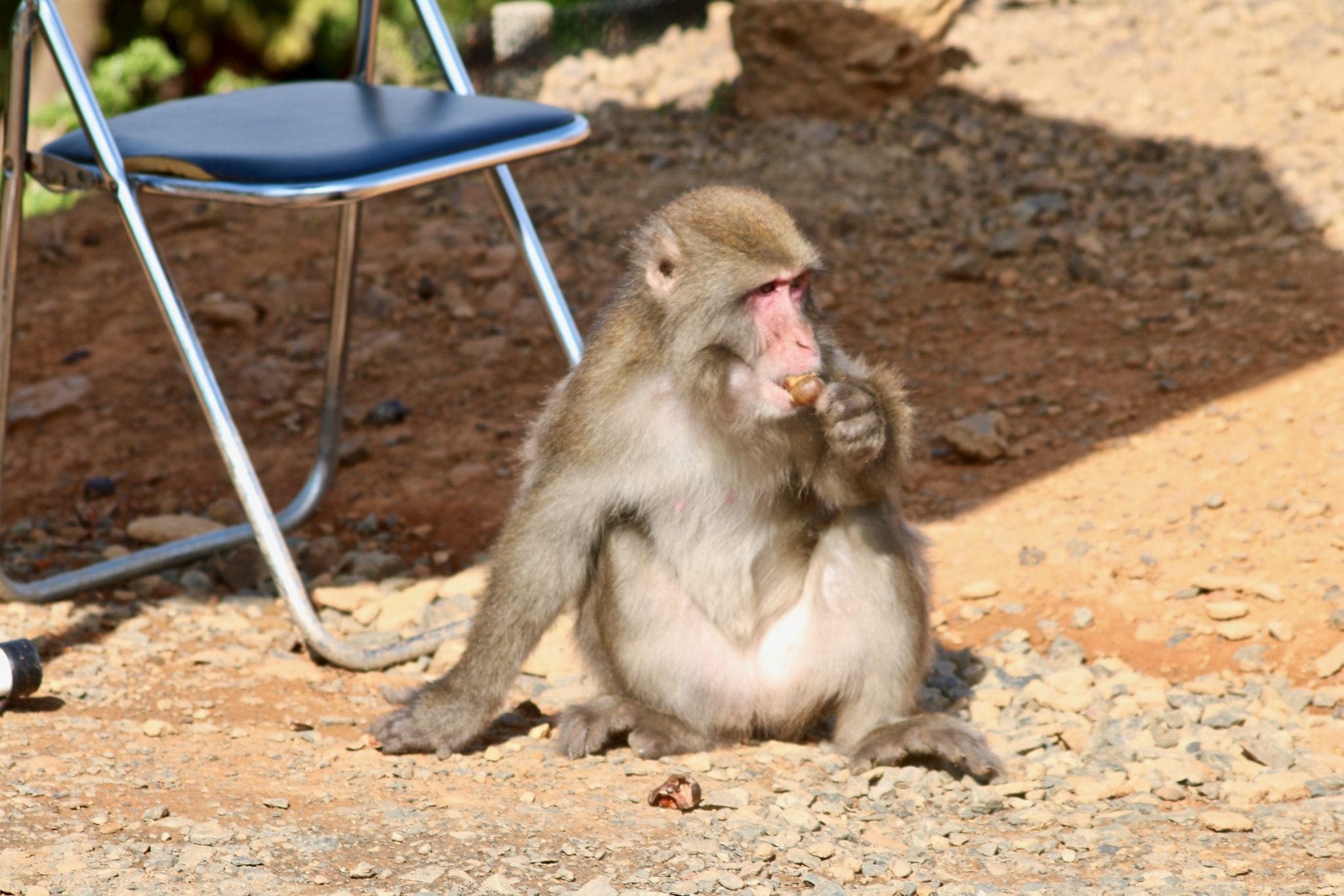 Monkeying Around in Kyoto: An Iwatayama Monkey Park Guide