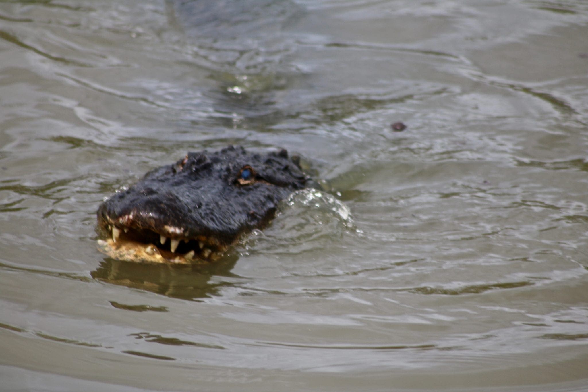Visiting Alligator Alley - Summerdale, Alabama - See 450 Rescued Gators