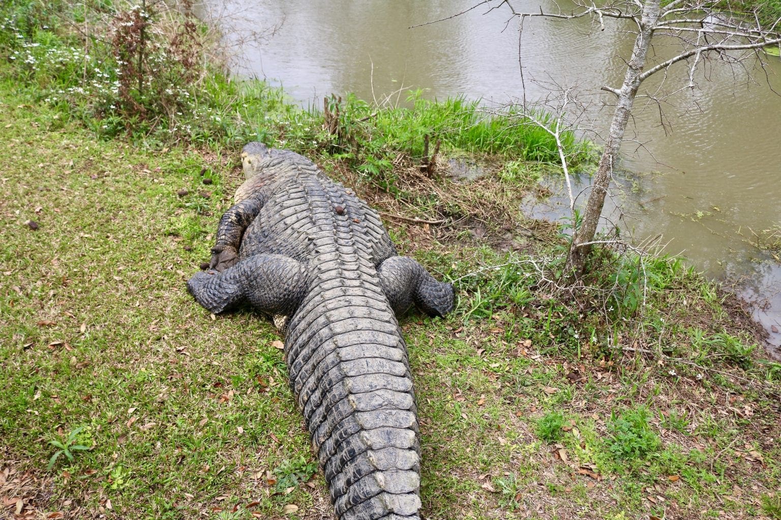 Visiting Alligator Alley - Summerdale, Alabama - See 450 Rescued Gators