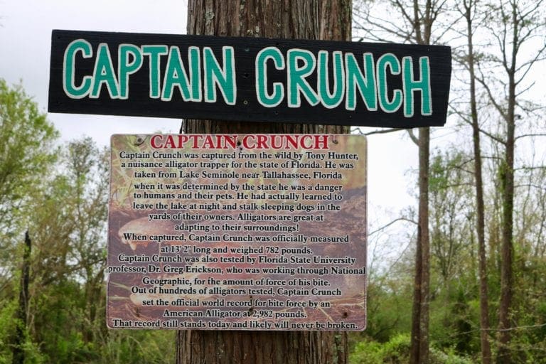 Visiting Alligator Alley - Summerdale, Alabama - See 450 Rescued Gators