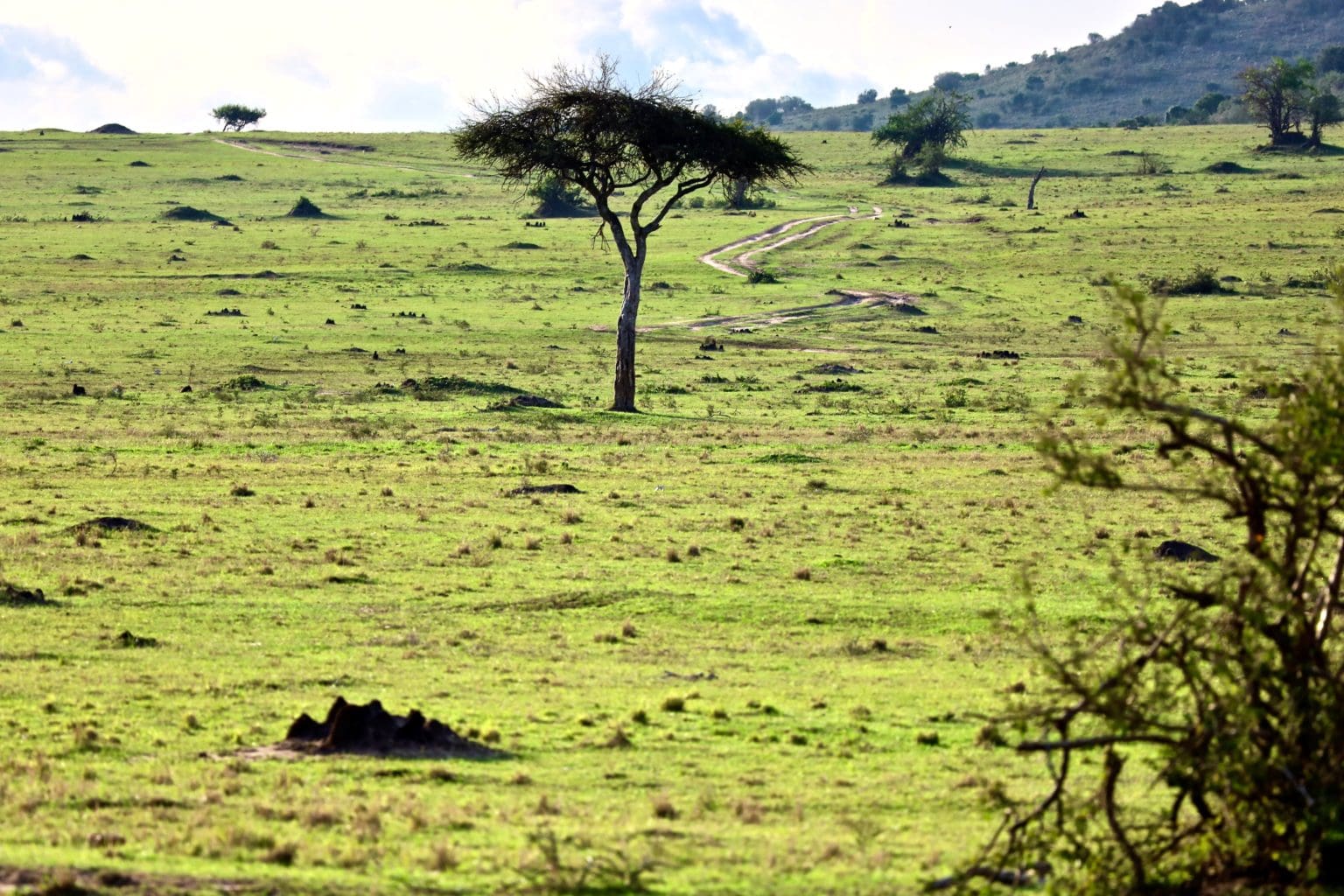 Wildlife in Maasai Mara - What Types of Animals Can You See?
