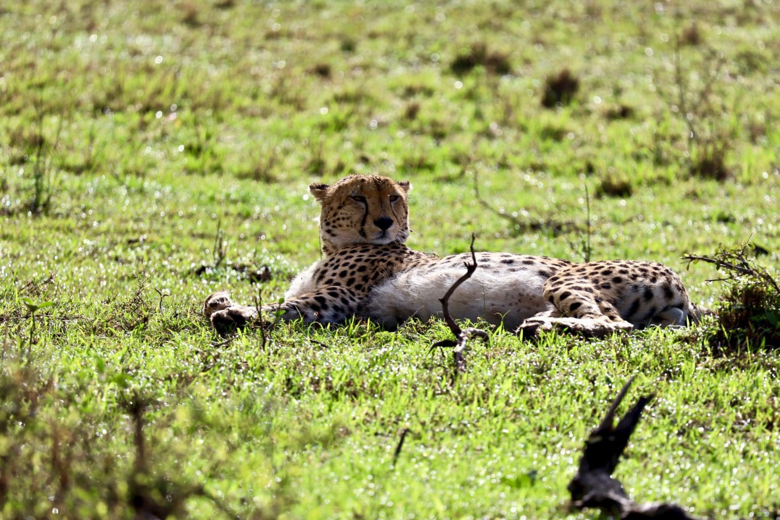 Wildlife in Maasai Mara - What Types of Animals Can You See?