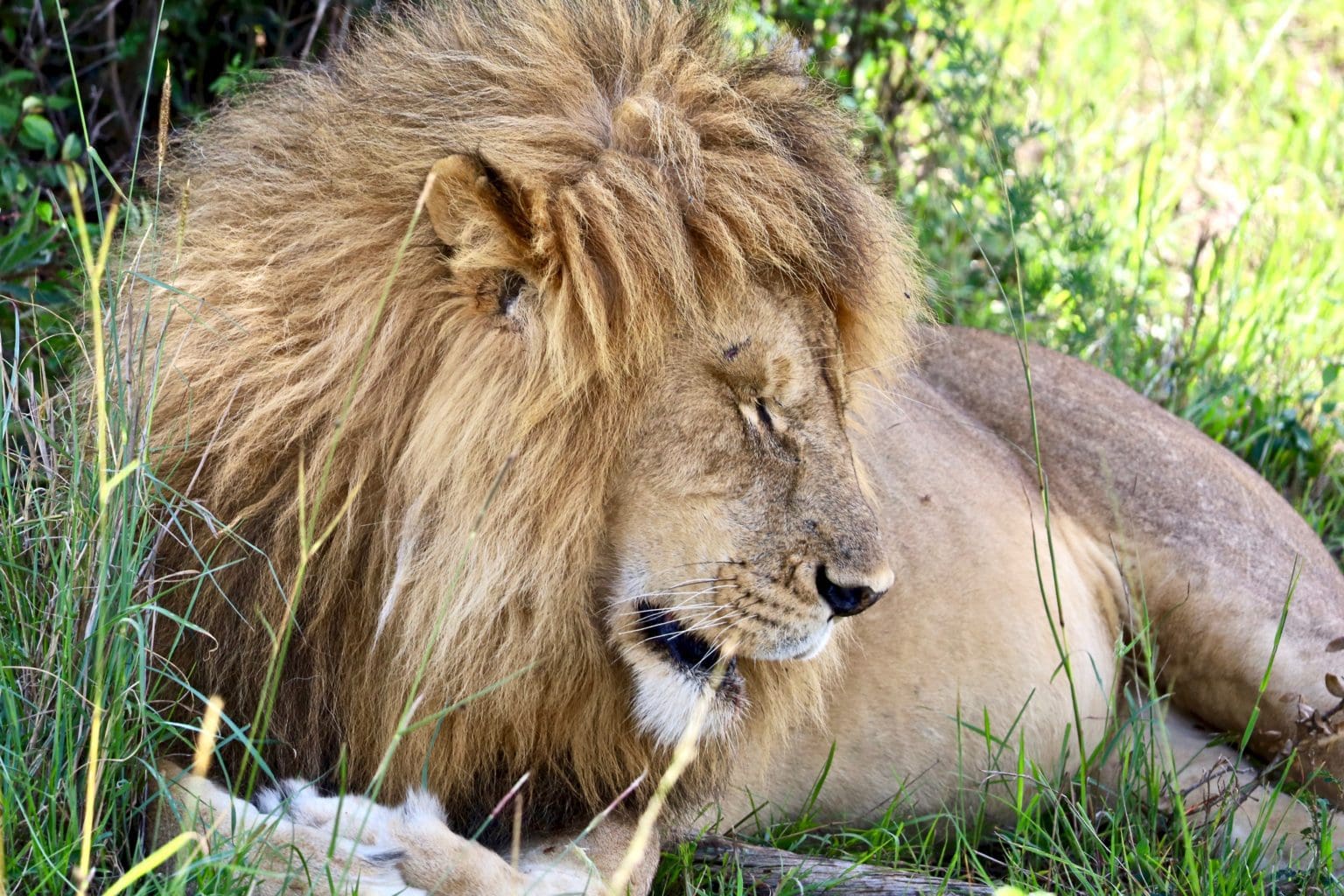 Wildlife in Maasai Mara - What Types of Animals Can You See?